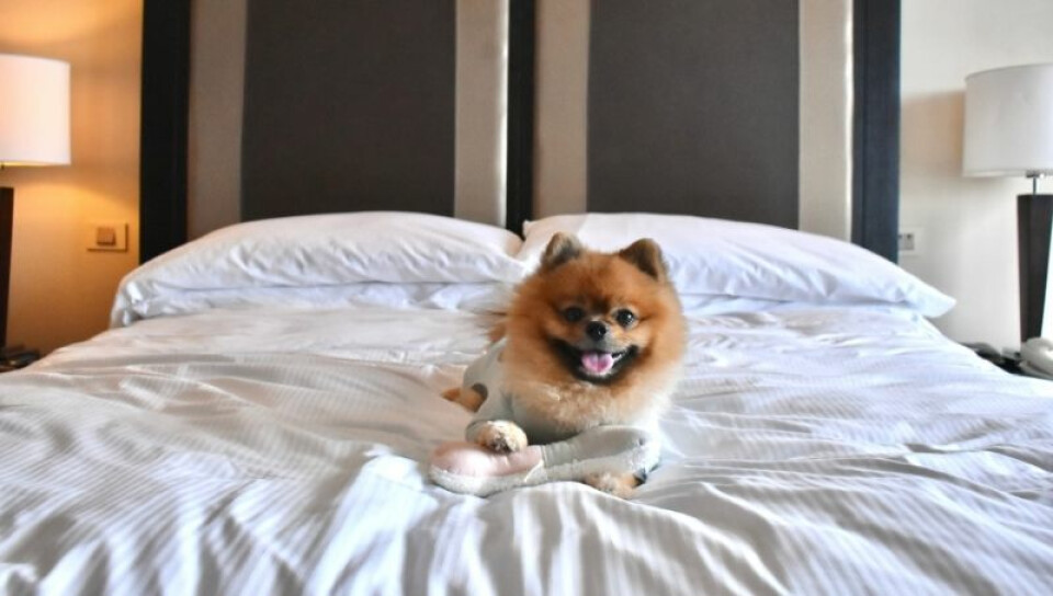 Ten s Un Perrhijo Hotel 5 Estrellas Ofrece Servicio Pet Friendly VIP Ten s Un Perrhijo Hotel 5 Estrellas Ofrece Servicio Pet Friendly VIP
