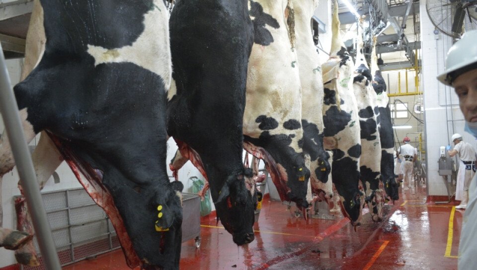 El frigorífico Logros invierte US$ 2.5 millones para producir (y ...