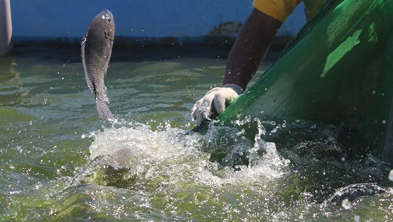 ¿Sabías que en Paraguay se cría salmón? La acuicultura local se expande ...