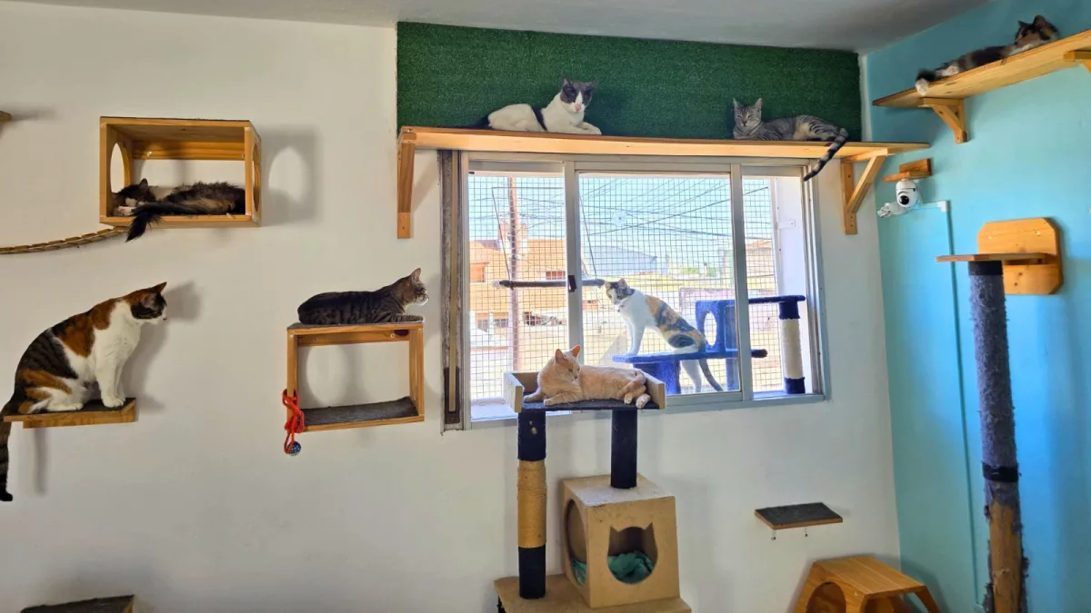 ¡Ahora tu gato hace el check-in! La guardería felina que se convirtió ...
